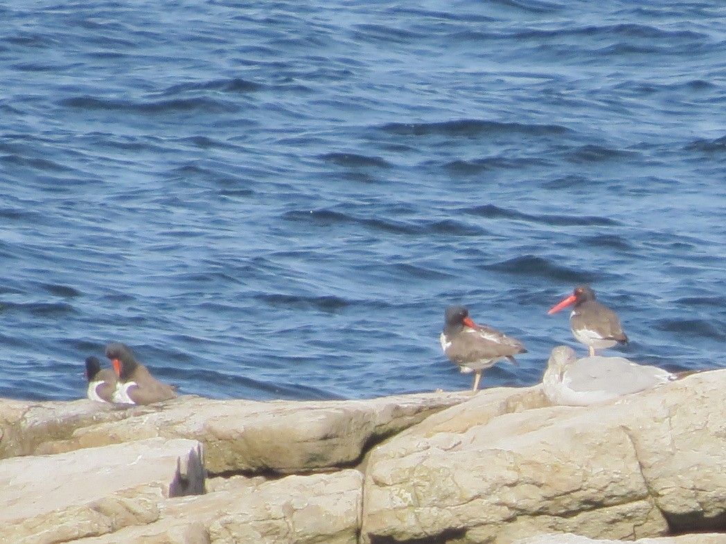 eBird Checklist - 26 Sep 2022 - Isles of Shoals--Star Island, Rye - 44 ...