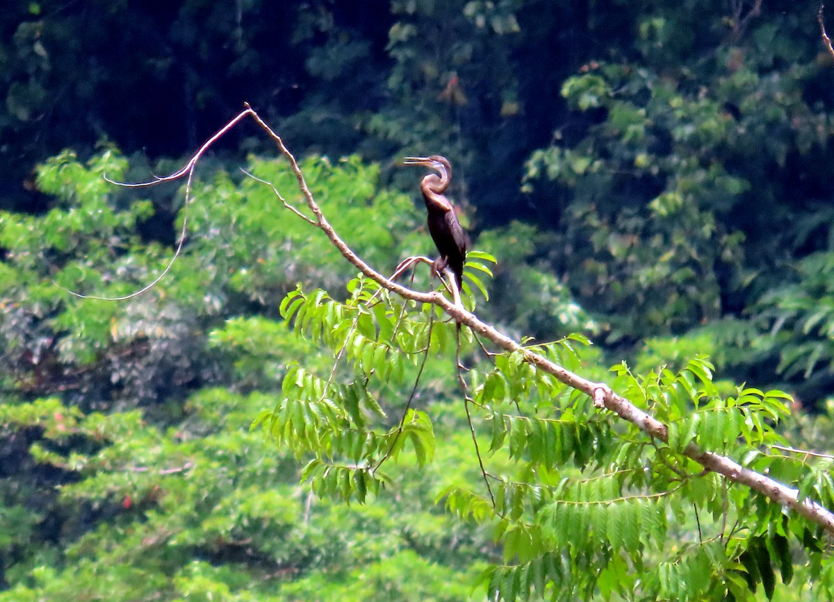 eBird Checklist - 17 Aug 2022 - Danum Valley Field Centre (DVFC) - 46 ...