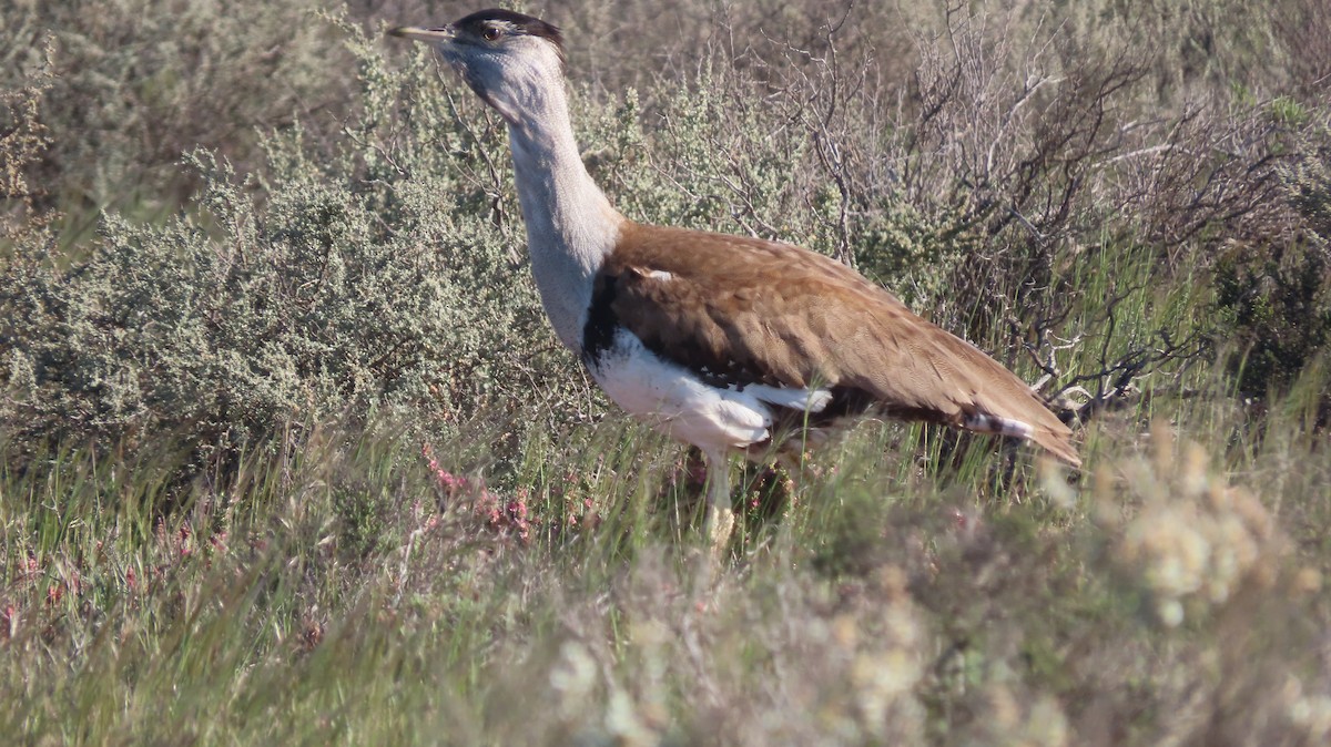 eBird Australia Checklist - 15 Sep 2022 - Koonalda Homestead. - 20 species