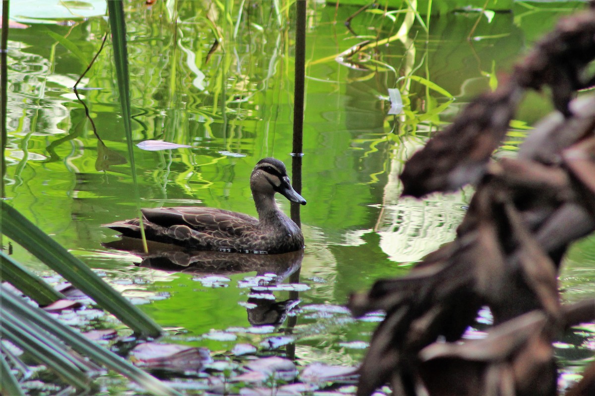 eBird Checklist - 27 Sep 2022 - Cairns Botanical Gardens and Centenary ...