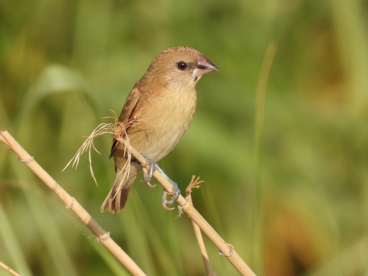 ML487977831 - Scaly-breasted Munia - Macaulay Library