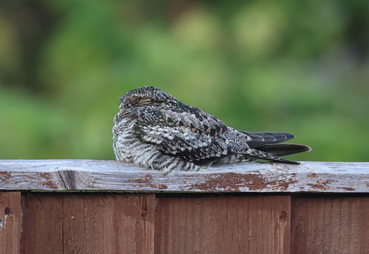 eBird Checklist - 26 Sep 2022 - Common Nighthawk Stakeout - 7 species