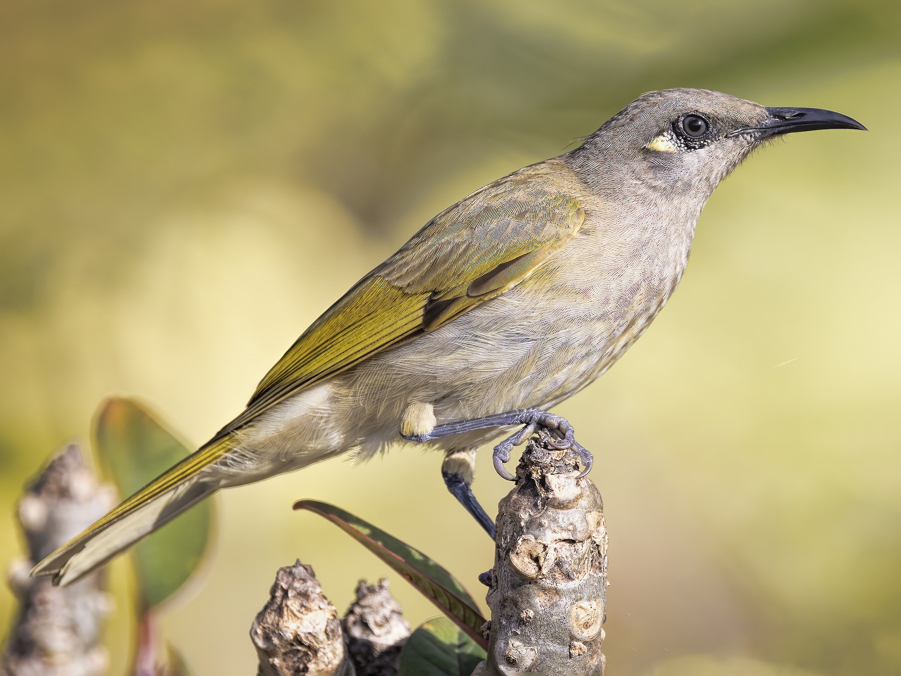Brown Honeyeater - eBird Australia