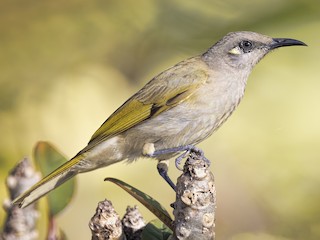 Brown Honeyeater - eBird