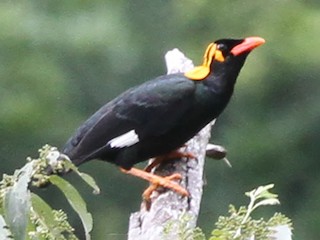 Tenggara Hill Myna - eBird