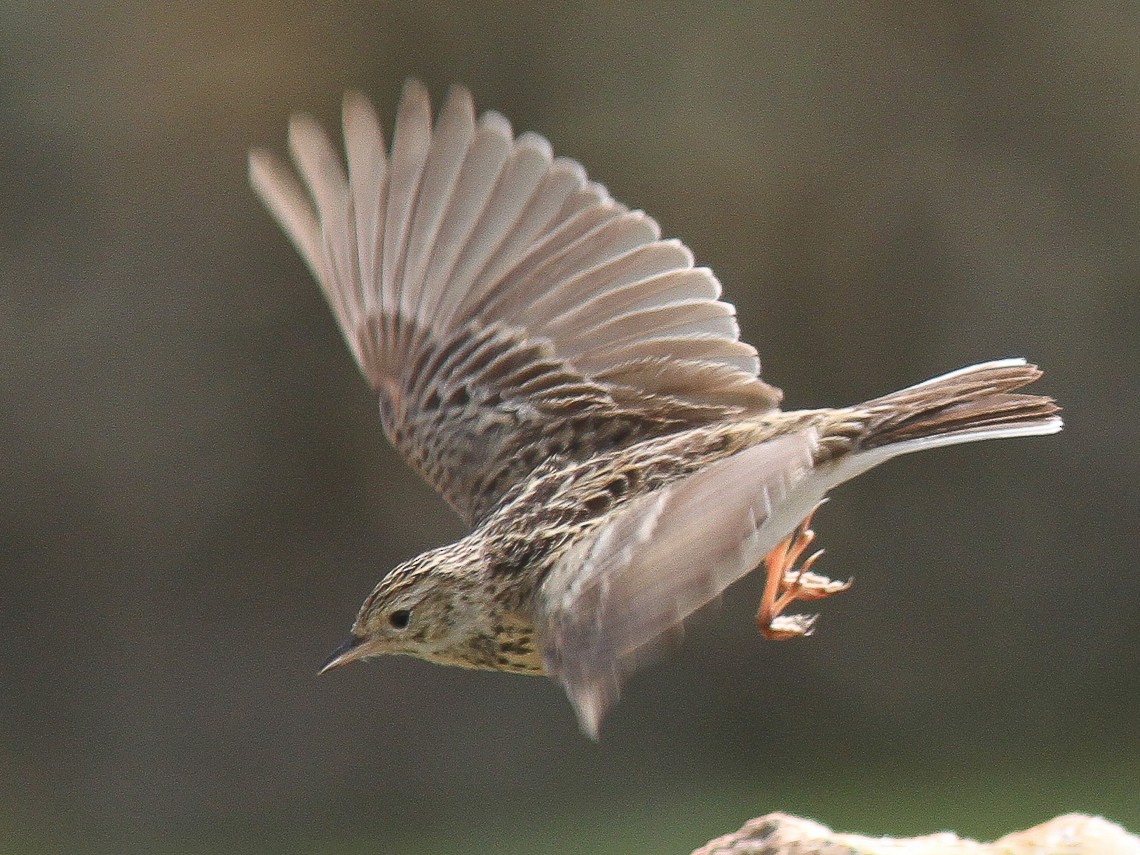 Puna Pipit - eBird