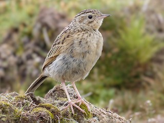Puna Pipit - eBird