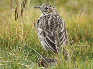 Puna Pipit - eBird