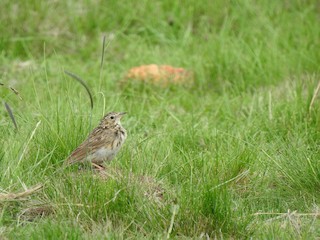 Puna Pipit - eBird