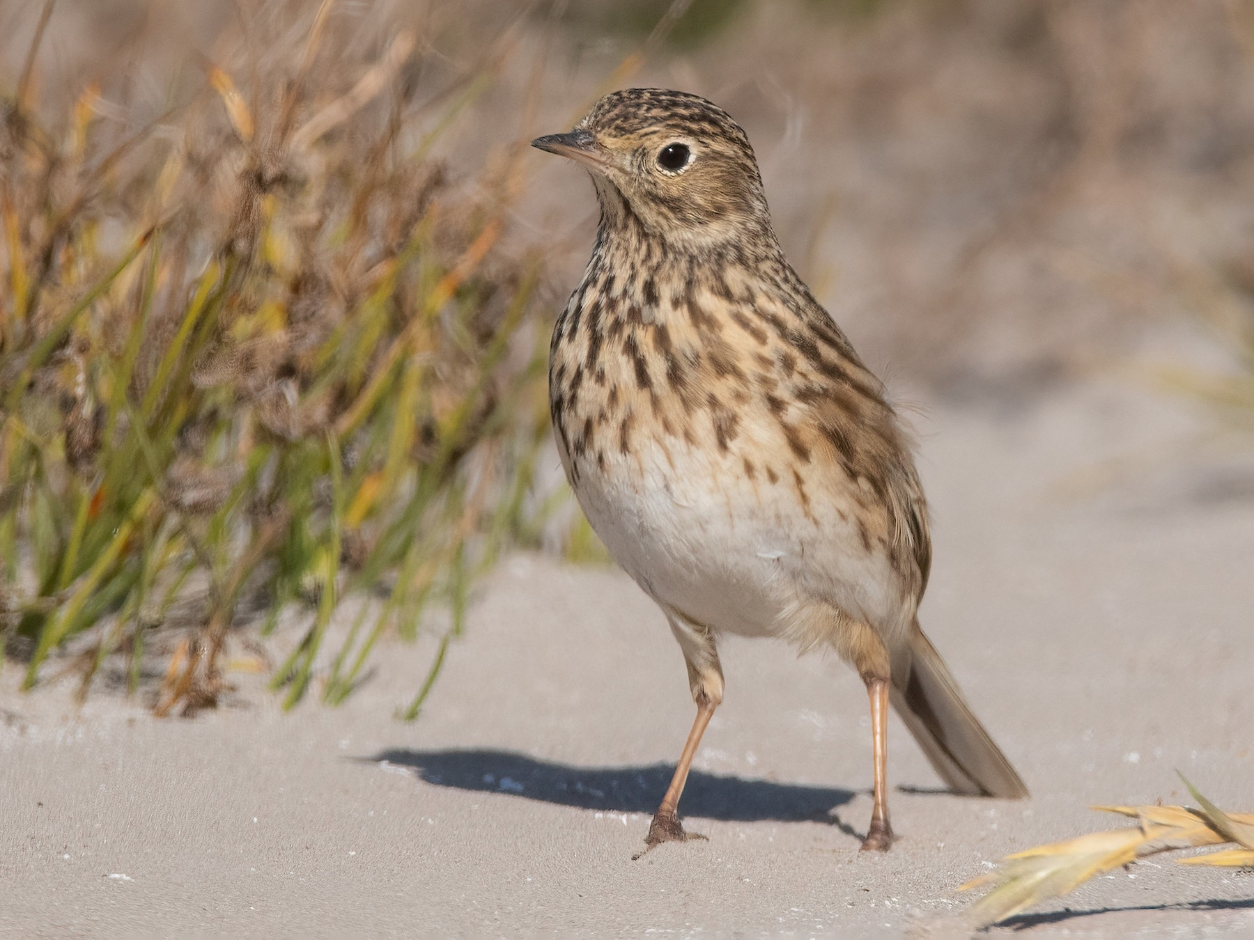 Short-billed Pipit - eBird