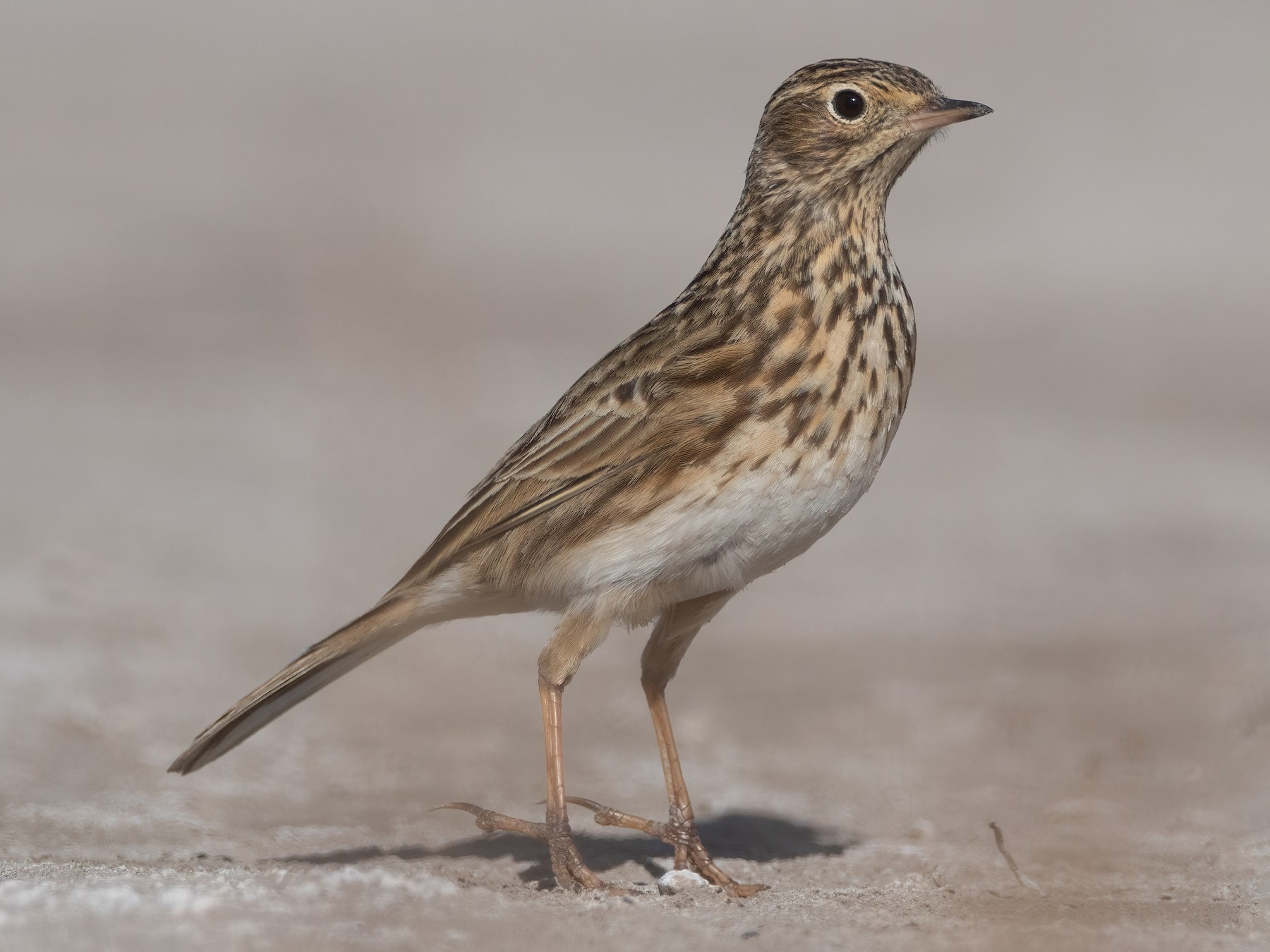 Short-billed Pipit - eBird