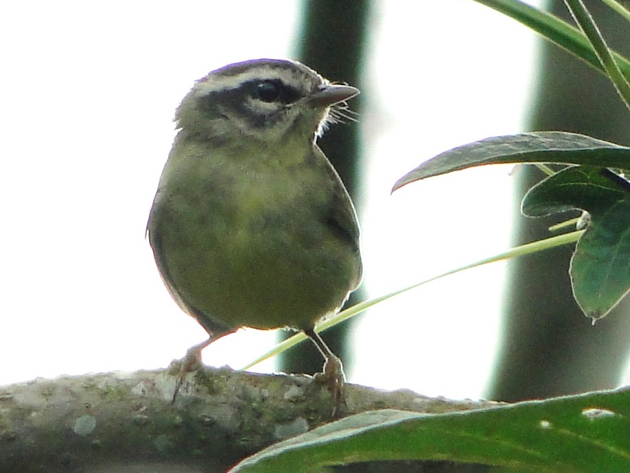 Reinita cabecilistada (grupo punctipectus) - eBird