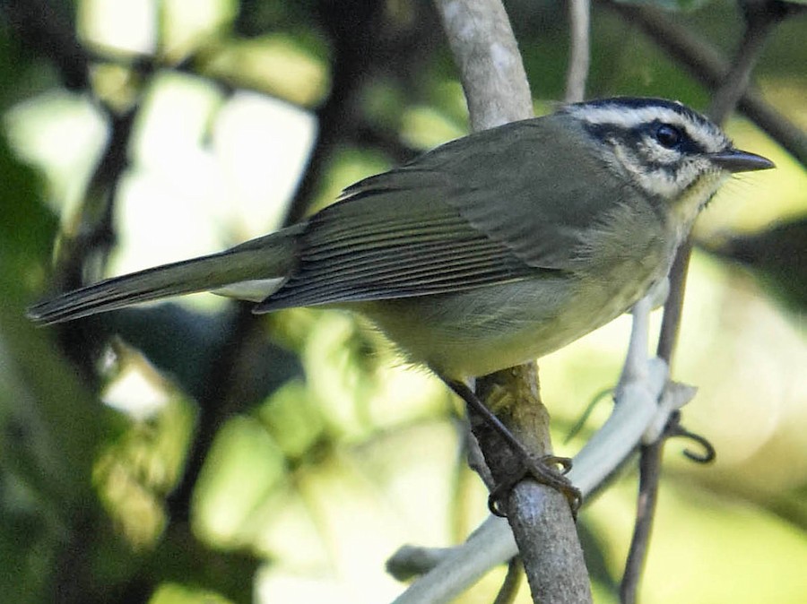 Yungas Warbler - eBird