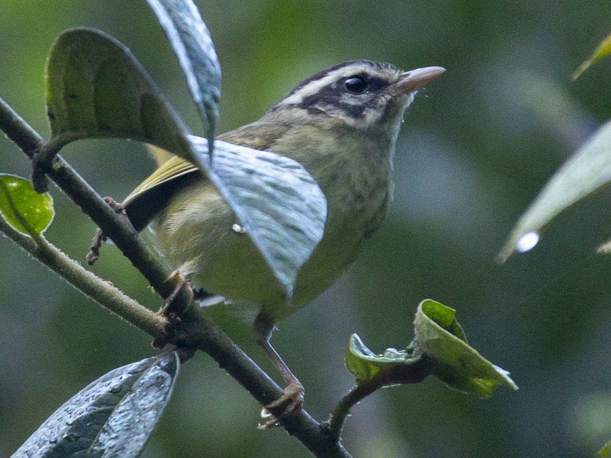 Reinita Cabecilistada (grupo punctipectus) - eBird