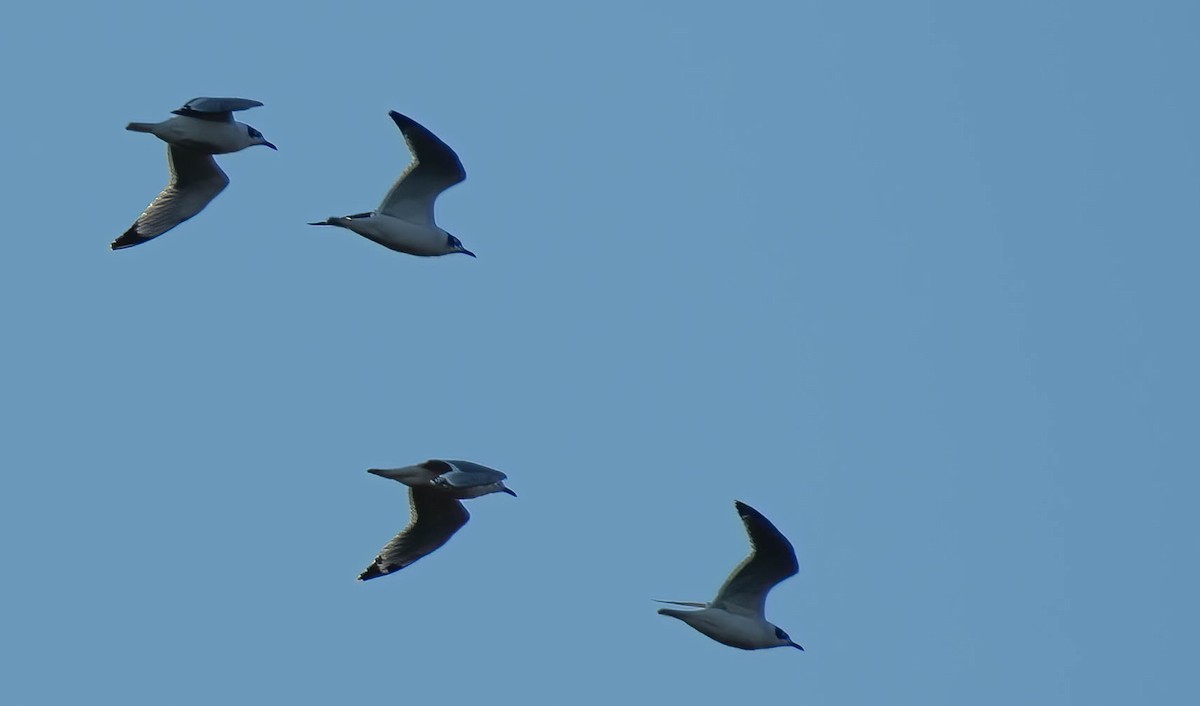 eBird Checklist - 27 Sep 2022 - Blue Springs Lake--Fleming Park Wetland ...