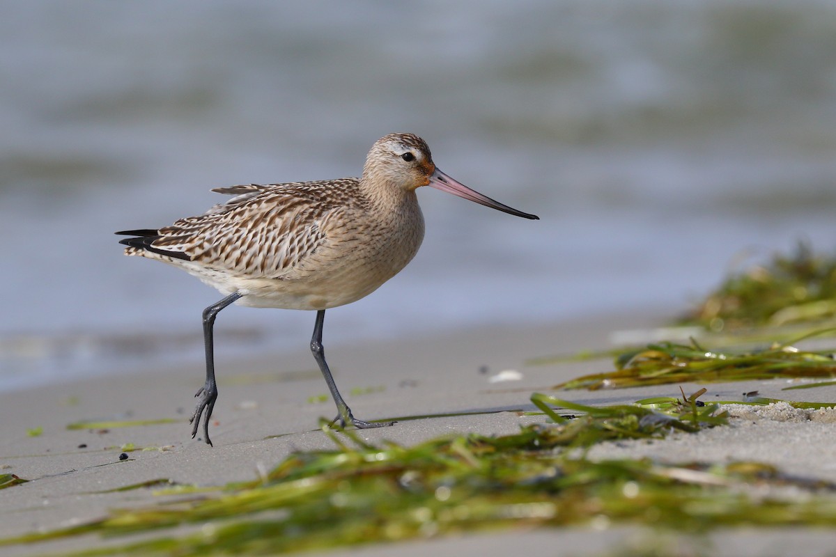 eBird Checklist - 27 Sep 2022 - Hel--Military Beach - 27 species