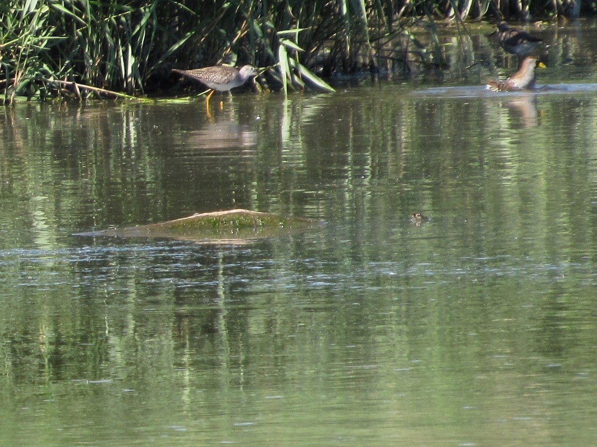 eBird Checklist - 27 Sep 2022 - Jamaica Bay Wildlife Refuge--East Pond ...