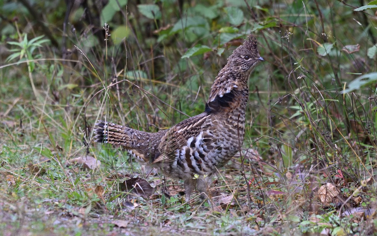 eBird Canada Checklist - 27 Sep 2022 - HVGB-Otter Creek Float Plane ...