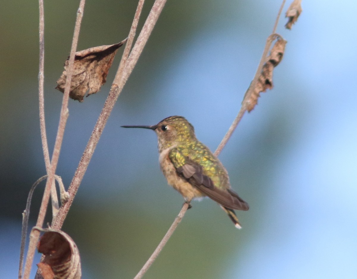 eBird Checklist - 27 Sep 2022 - Home Lehigh cty - 17 species (+1 other ...