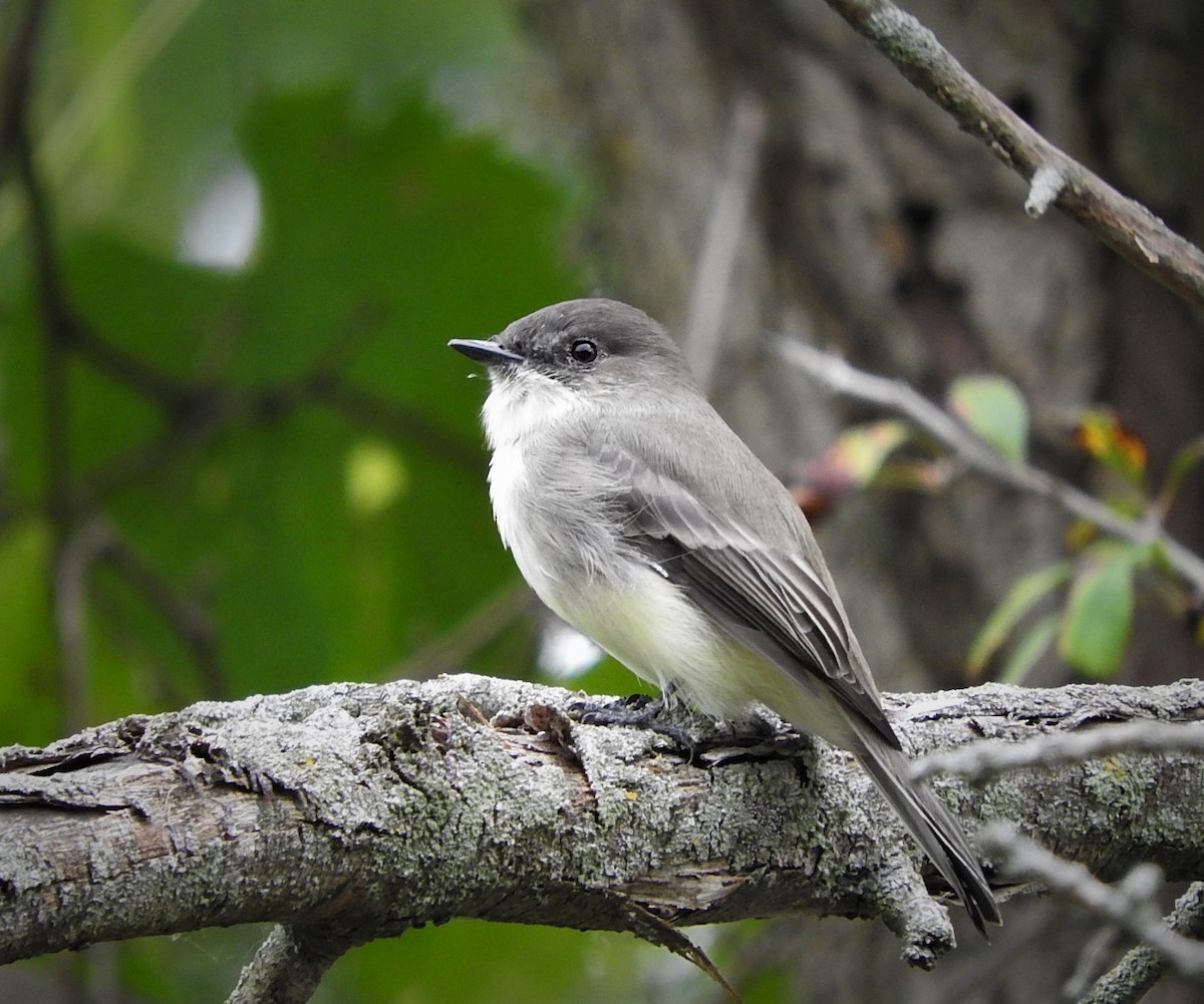 eBird Checklist - 24 Sep 2022 - 33rd line Embro - 11 species