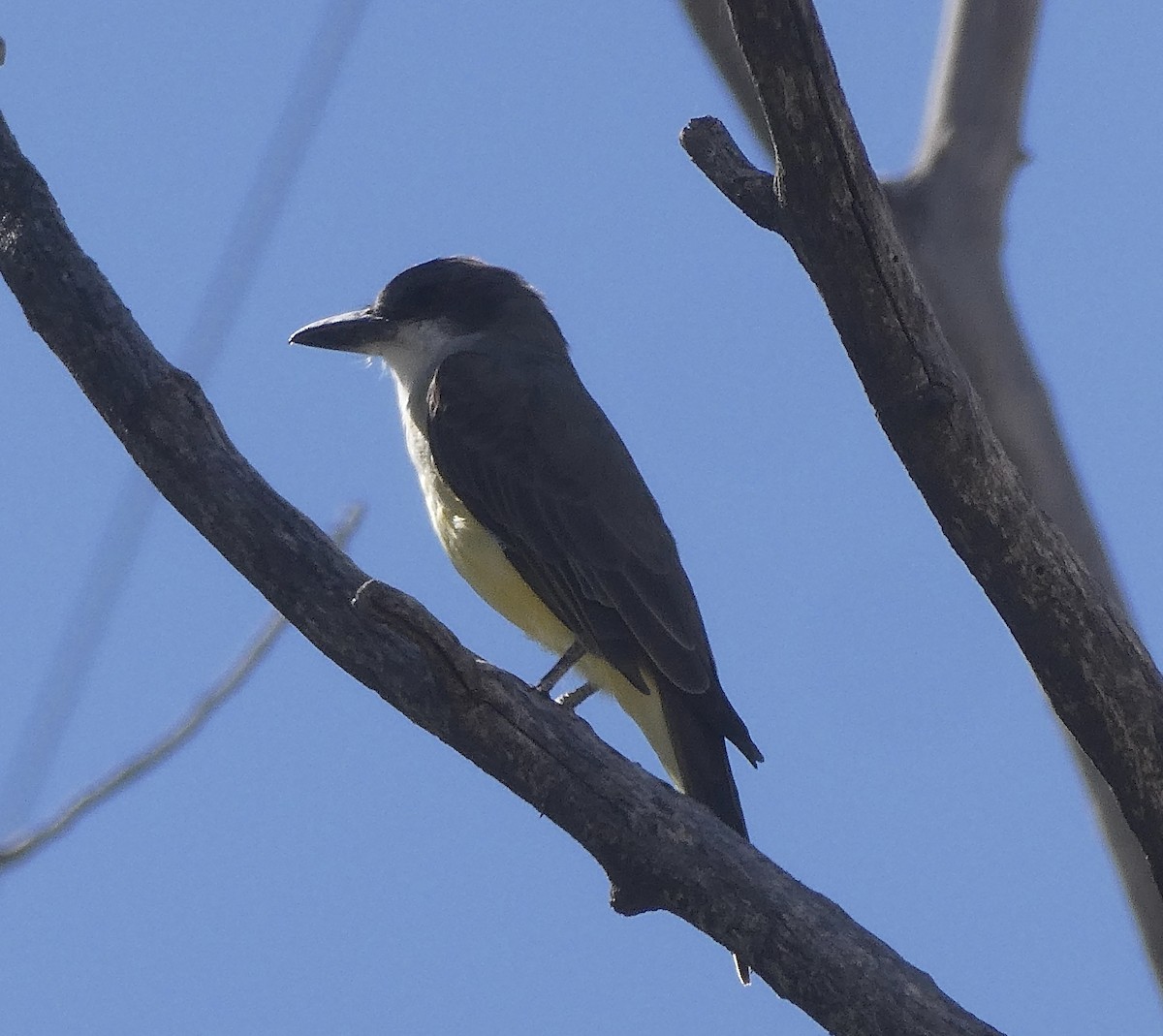 eBird Checklist - 27 Sep 2022 - stakeout Thick-billed Kingbird, Mesa Co ...