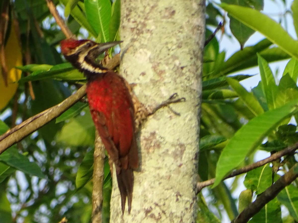 ML488248301 - Red-backed Flameback - Macaulay Library
