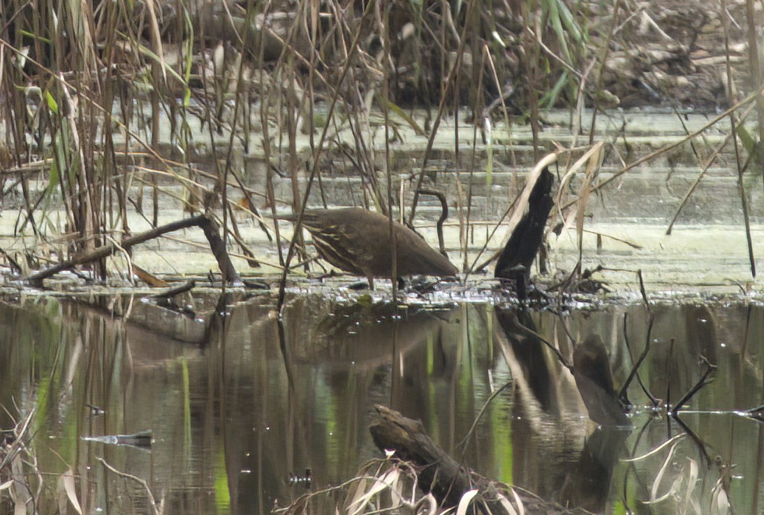 eBird Checklist - 28 Sep 2022 - Sandy Camp Road Wetlands - 54 species