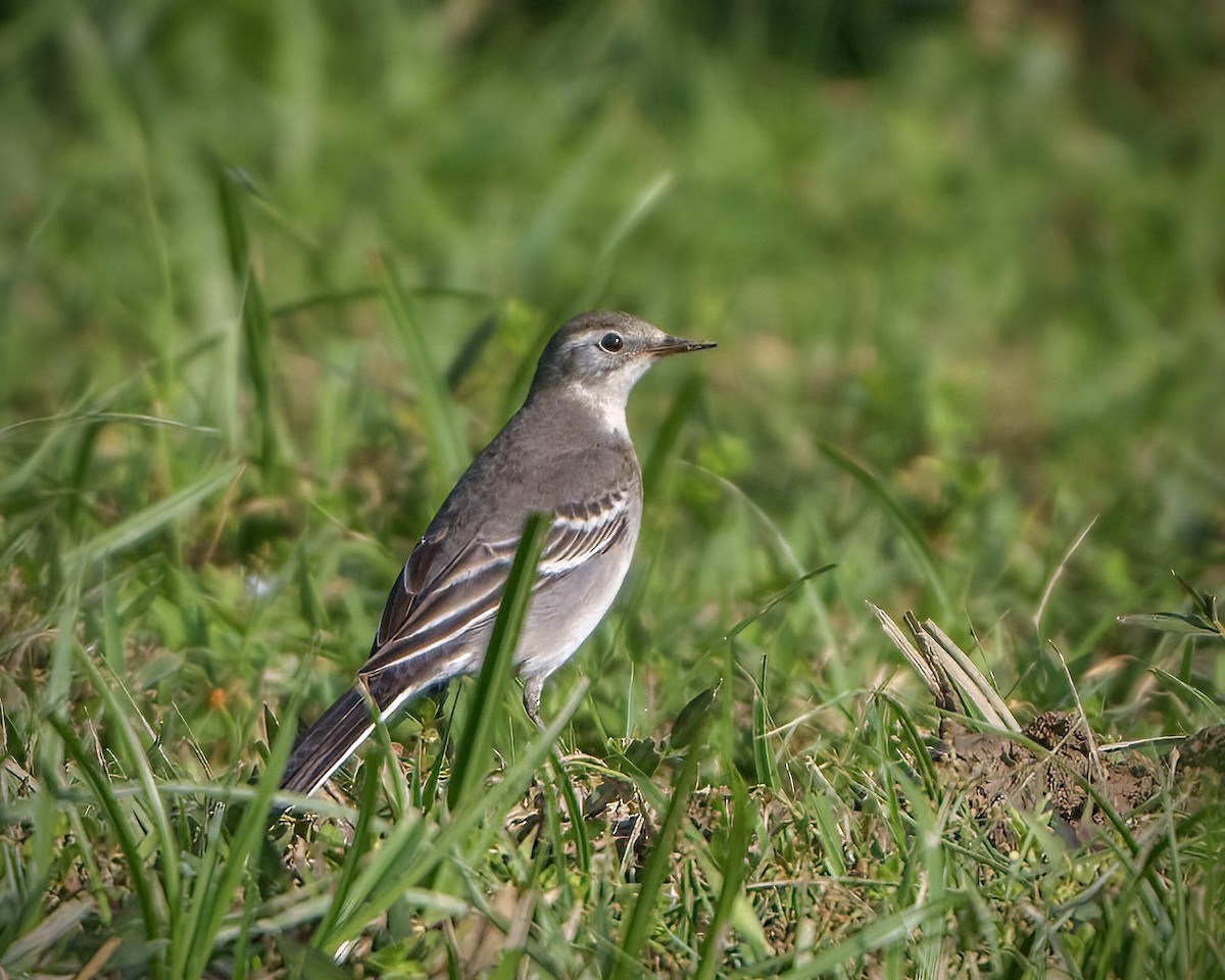 eBird Checklist - 28 Sep 2022 - Pui O - 9 species