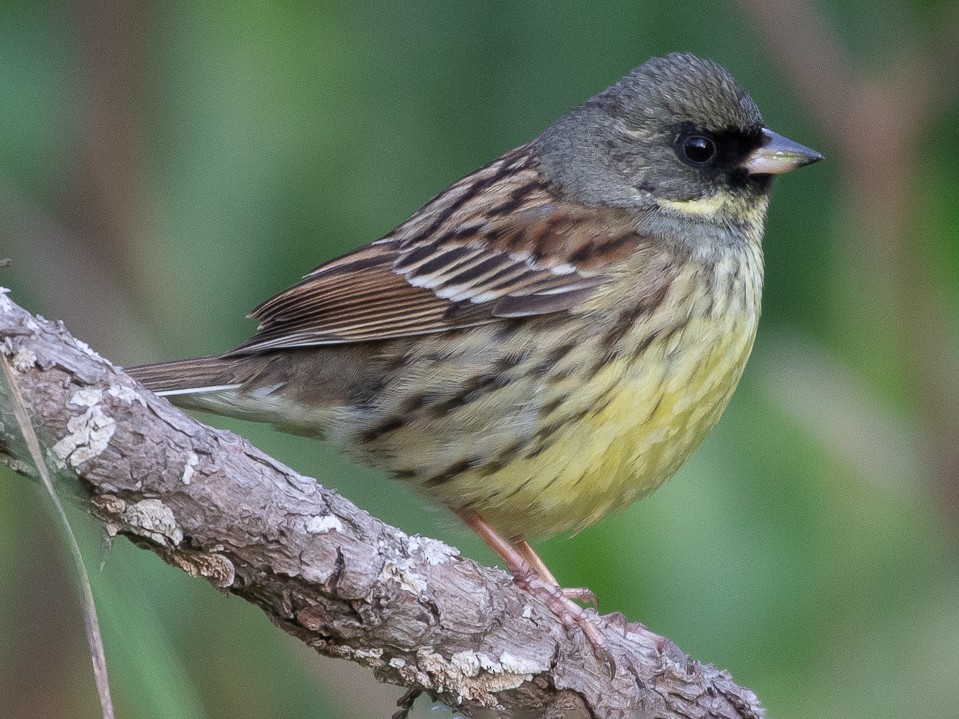 Masked Bunting - eBird