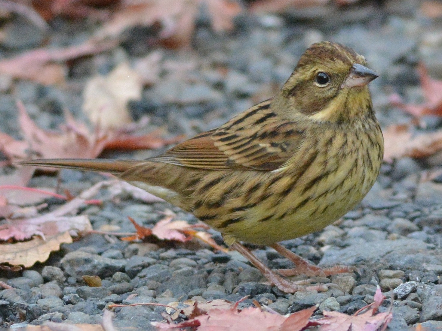 Masked Bunting - eBird