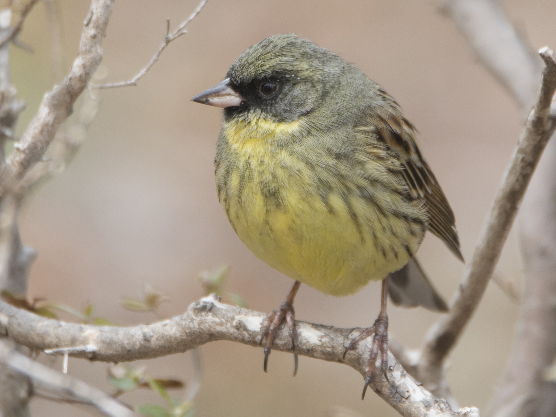 Masked Bunting - eBird