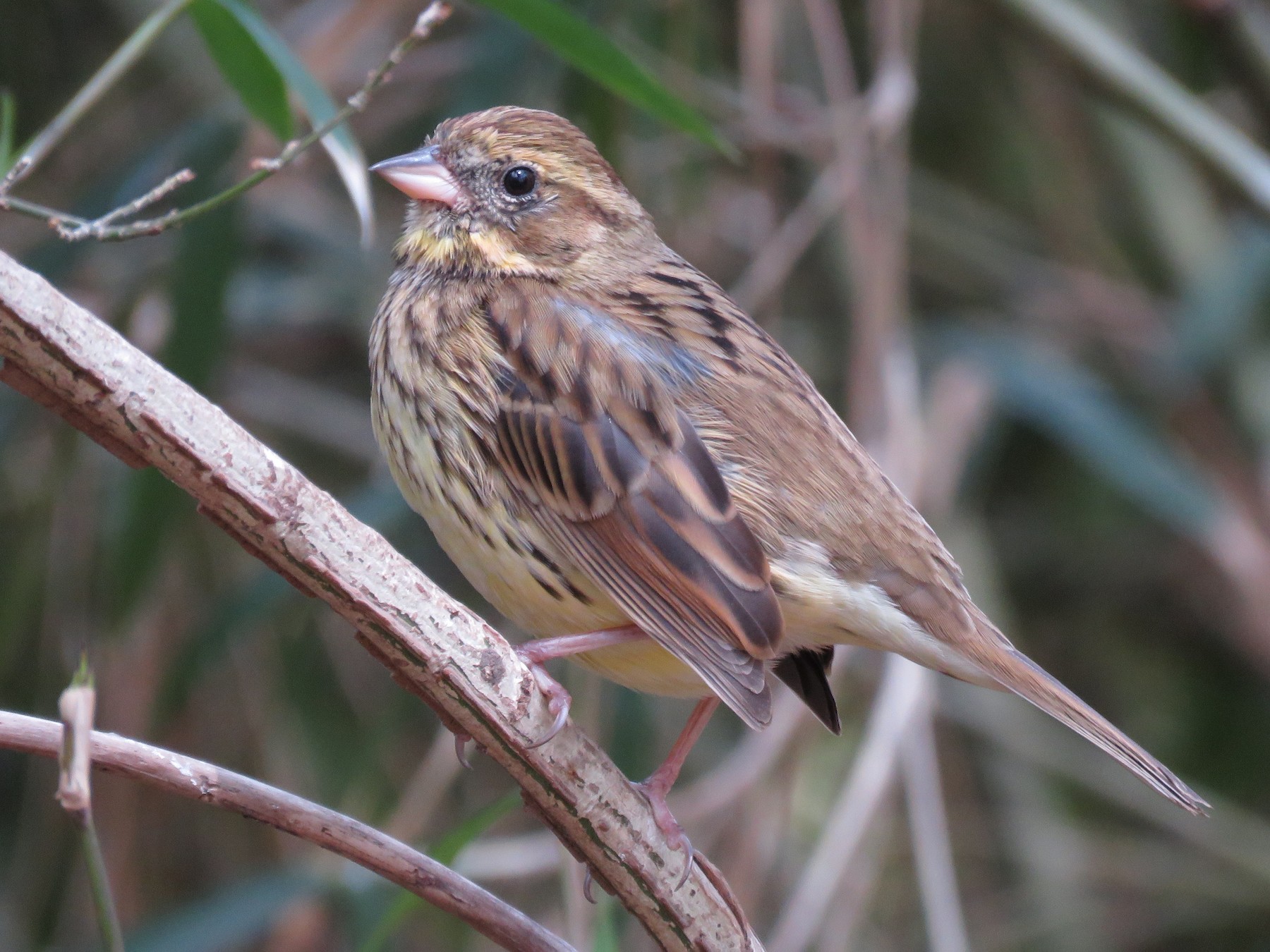 Masked Bunting - eBird