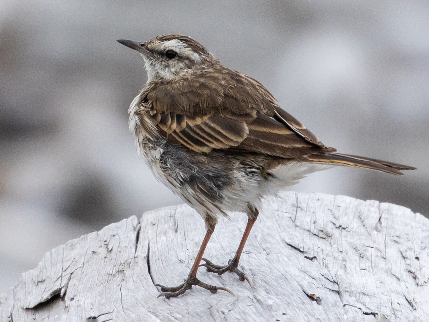 New Zealand Pipit - eBird