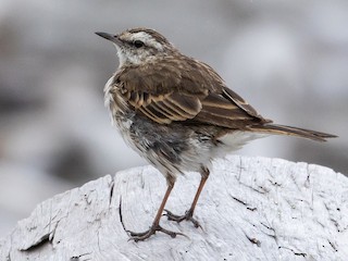 New Zealand Pipit - eBird