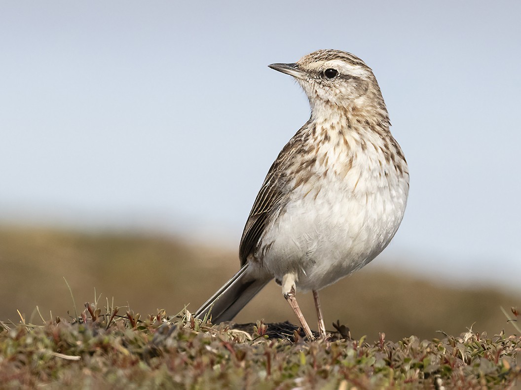 New Zealand Pipit - eBird