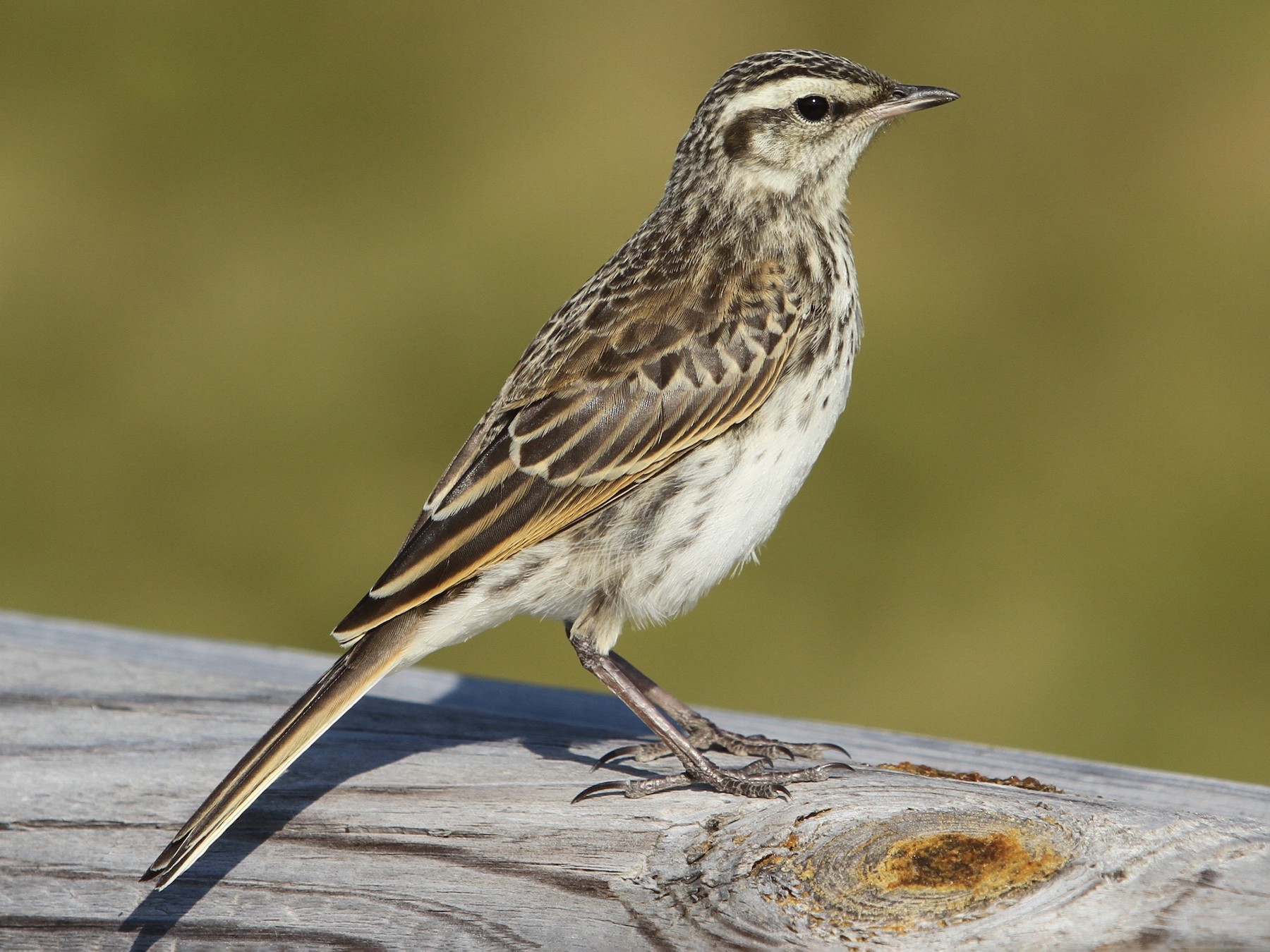 New Zealand Pipit - eBird