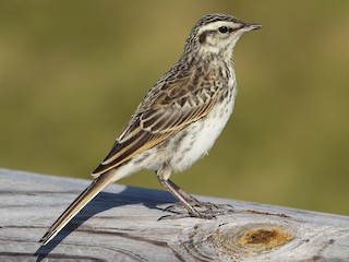 New Zealand Pipit - eBird