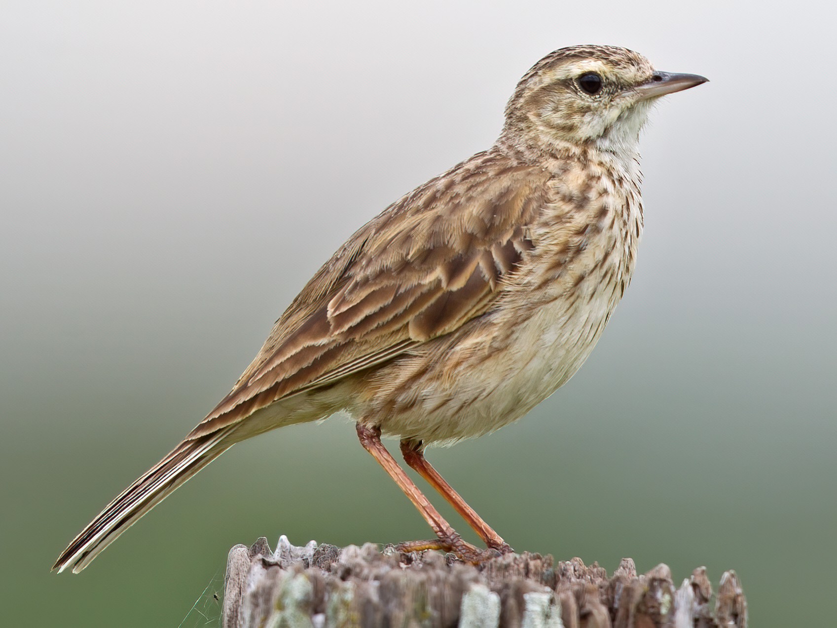 Australian Pipit - eBird