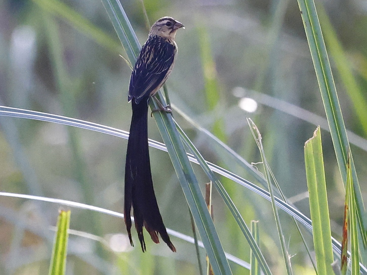 Red-cowled Widowbird - eBird