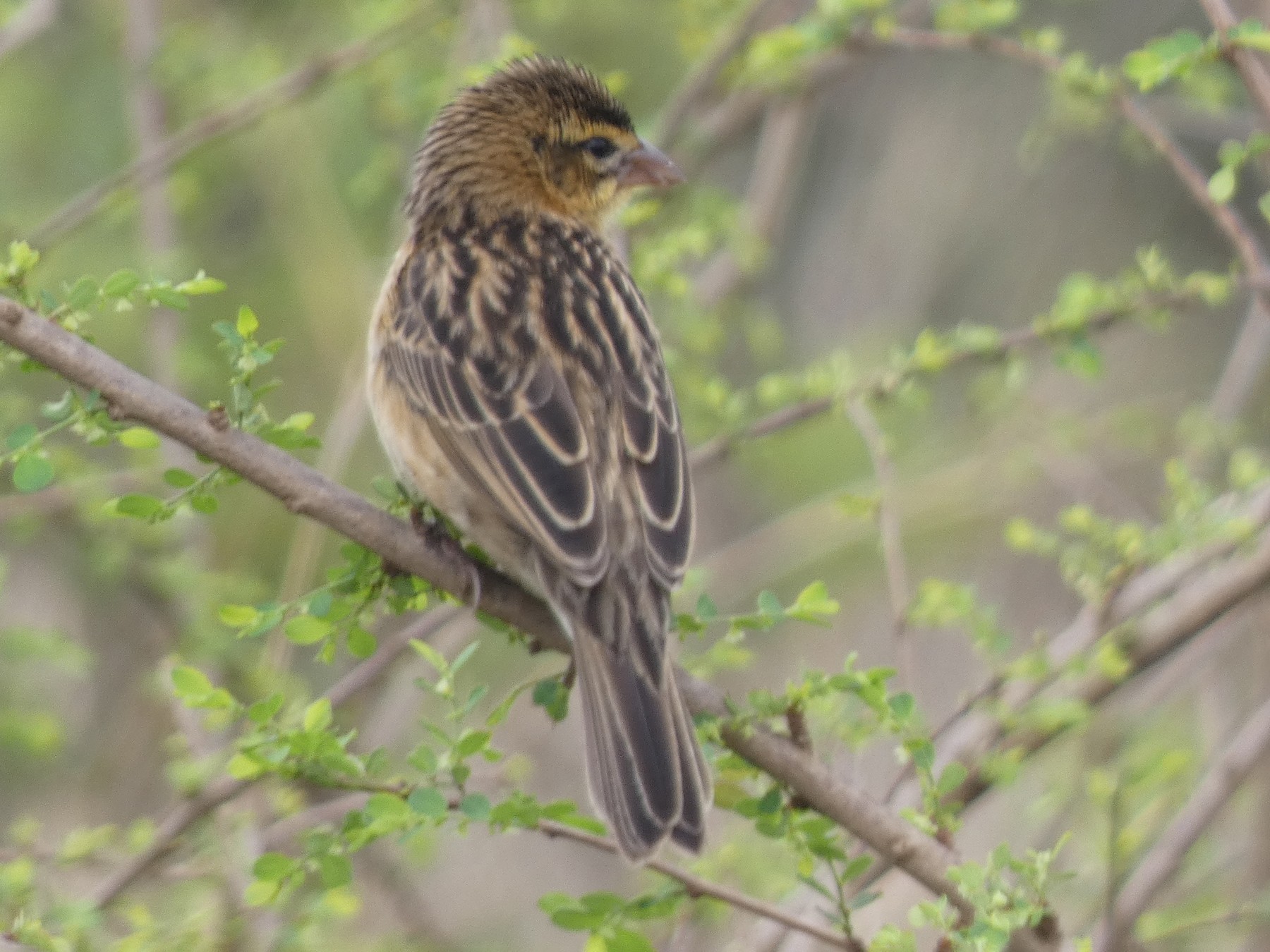 Obispo acollarado (laticauda/suahelicus) - eBird