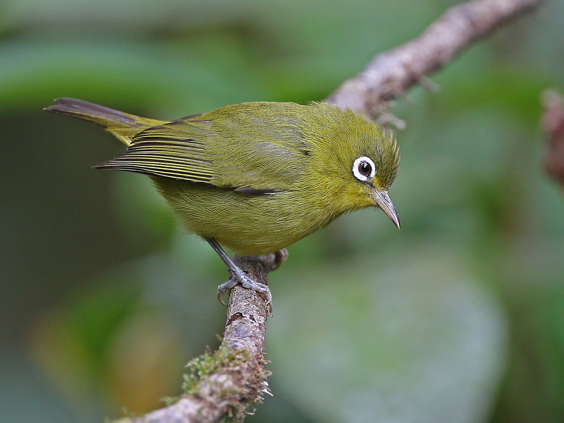Zostérops des Meratus - eBird