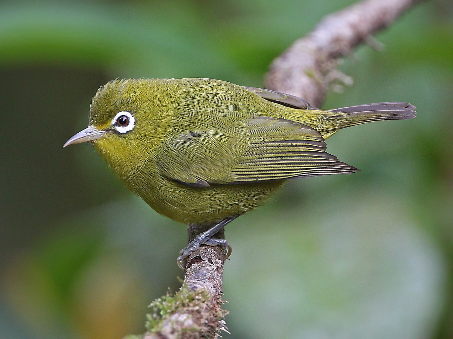 Meratus White-eye - eBird