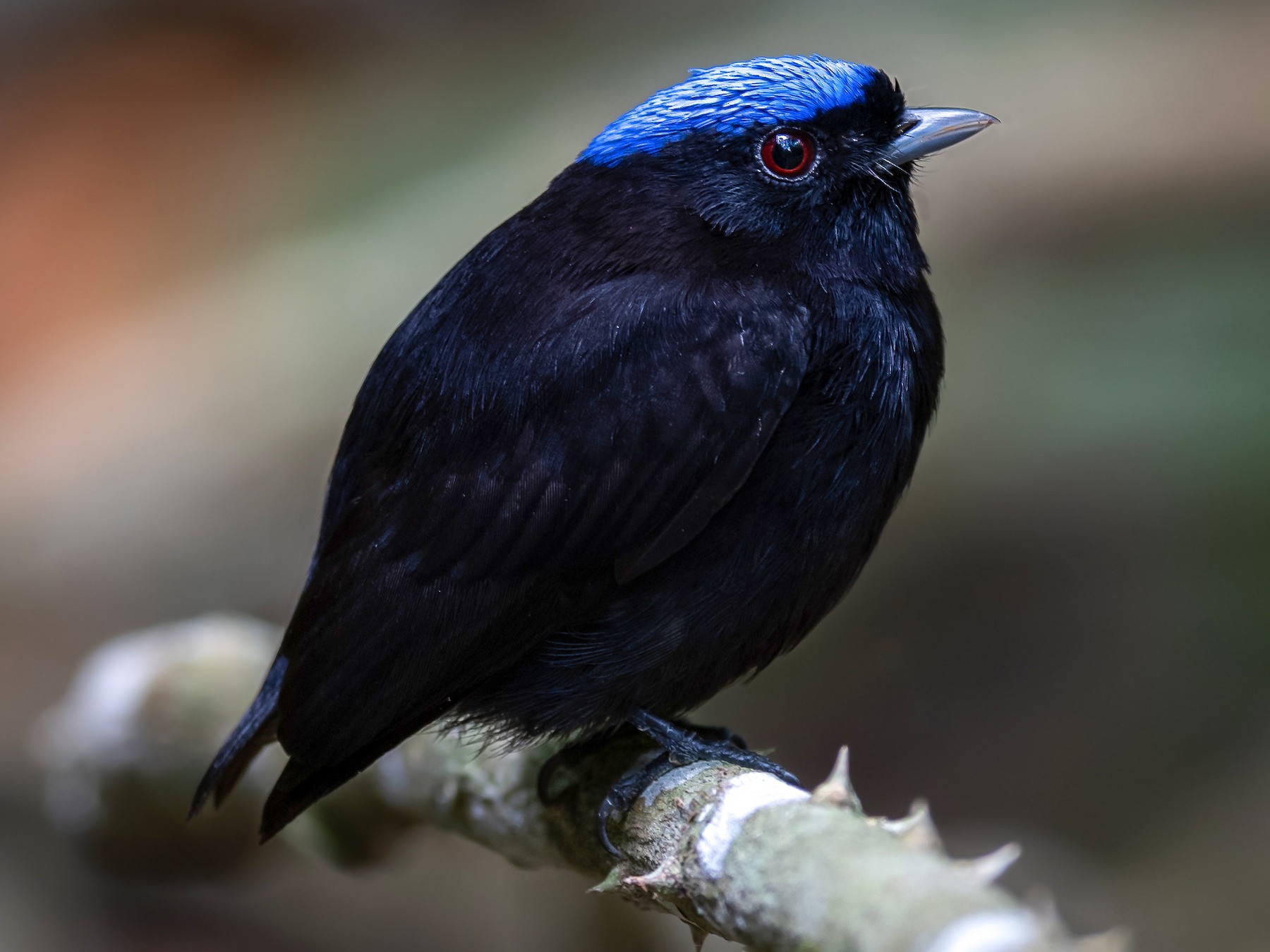 Velvety Manakin - eBird