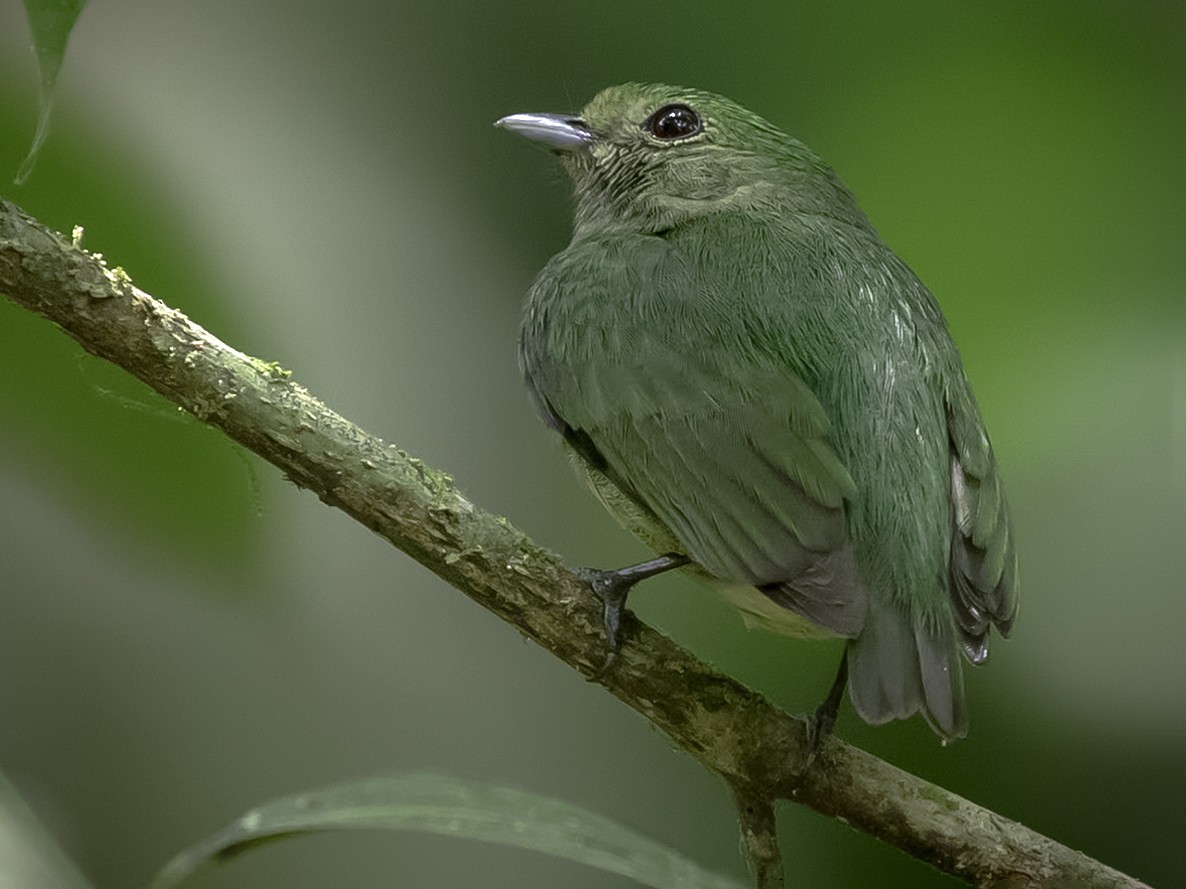 Velvety Manakin - eBird