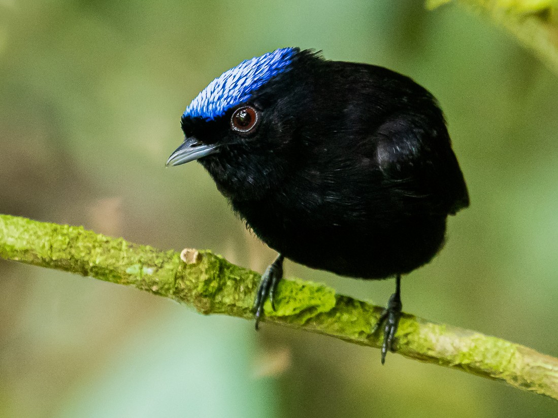 Velvety Manakin - eBird