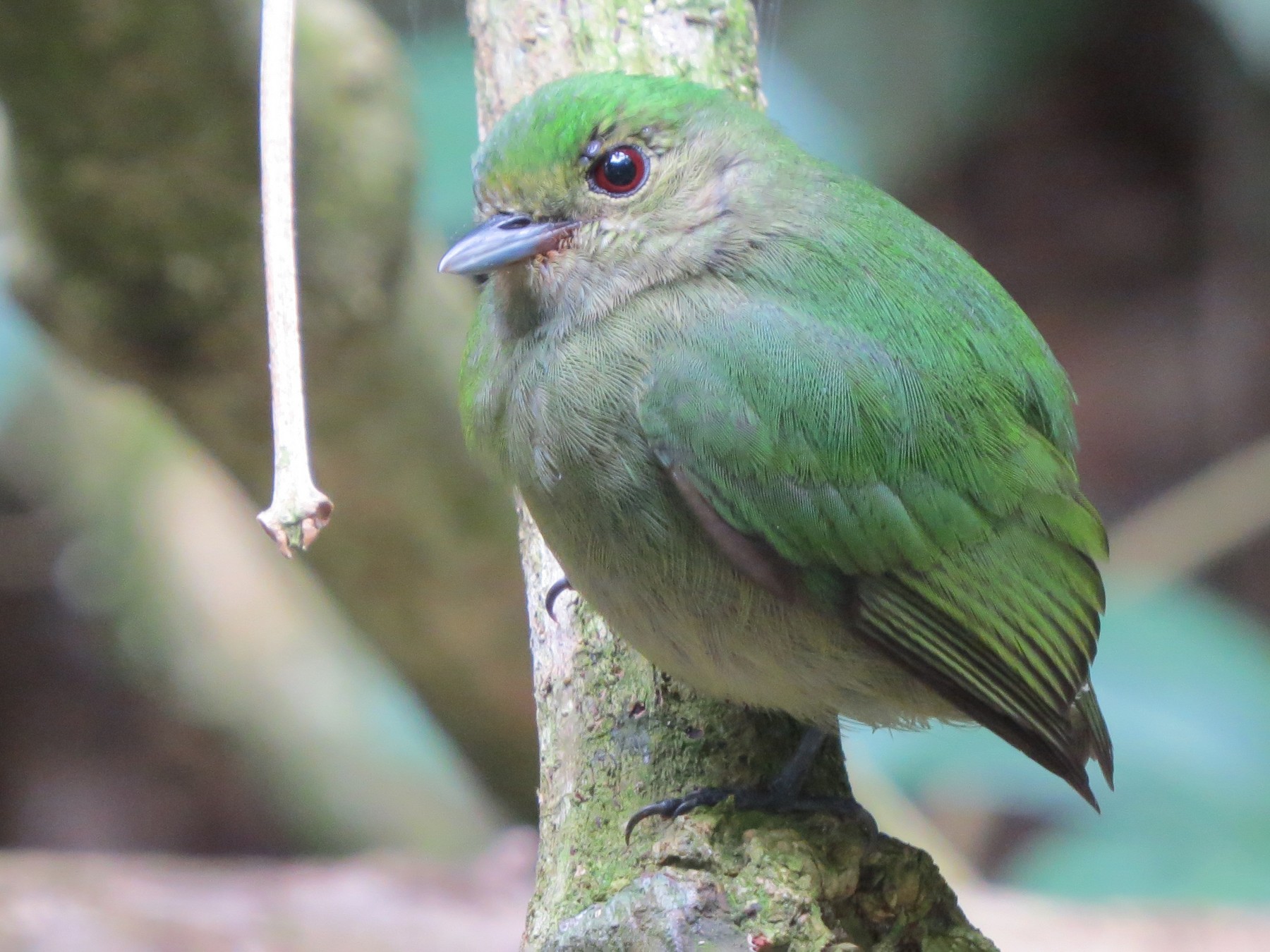 Velvety Manakin - eBird