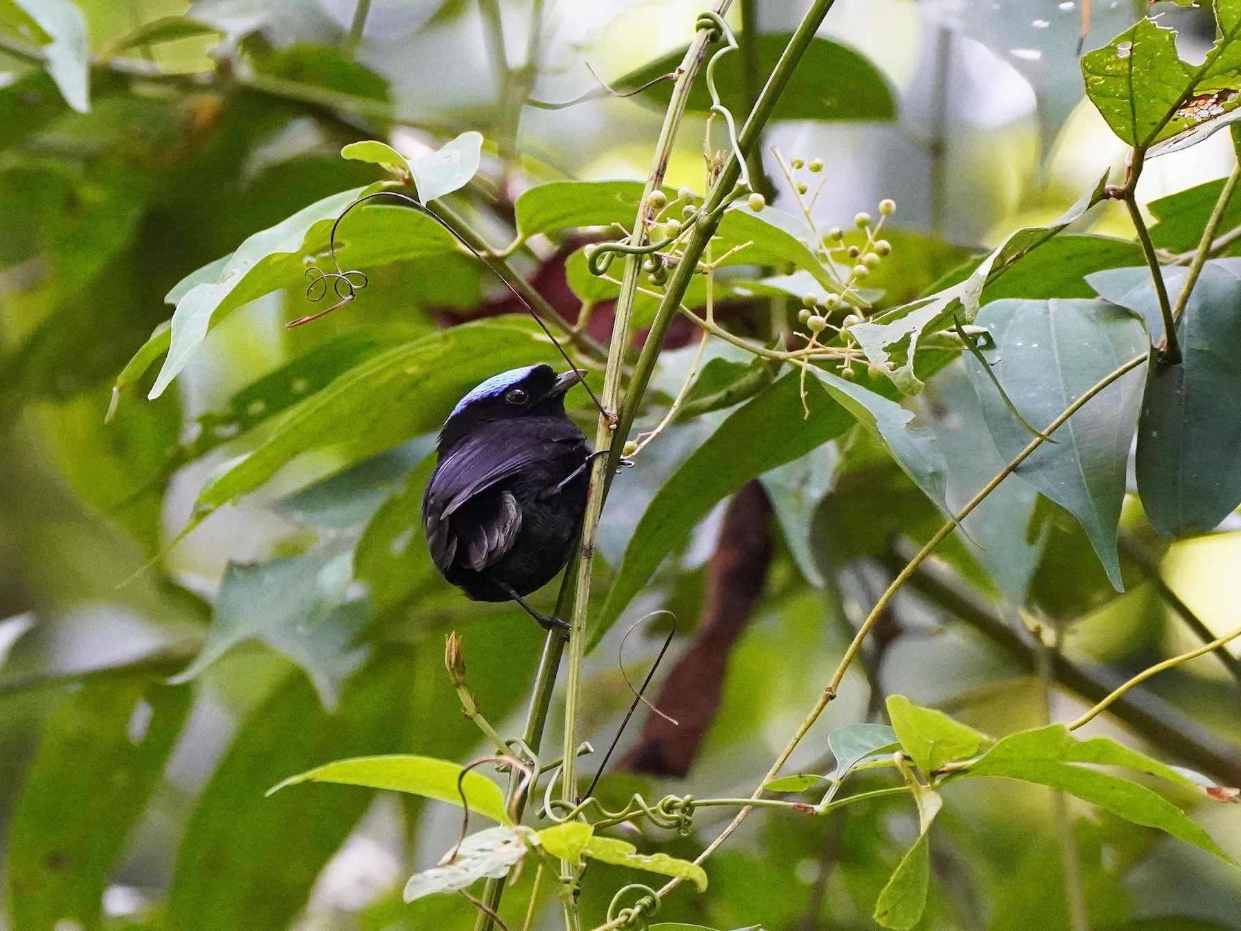 Velvety Manakin - eBird