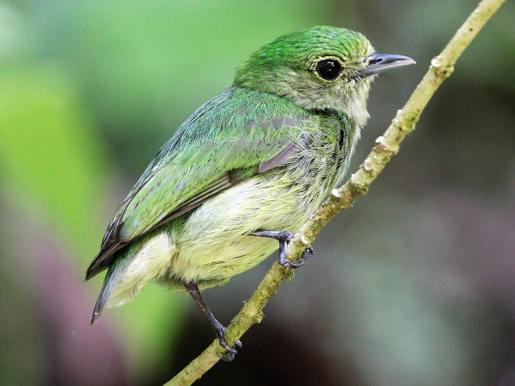 Velvety Manakin - eBird