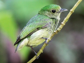 Velvety Manakin - eBird