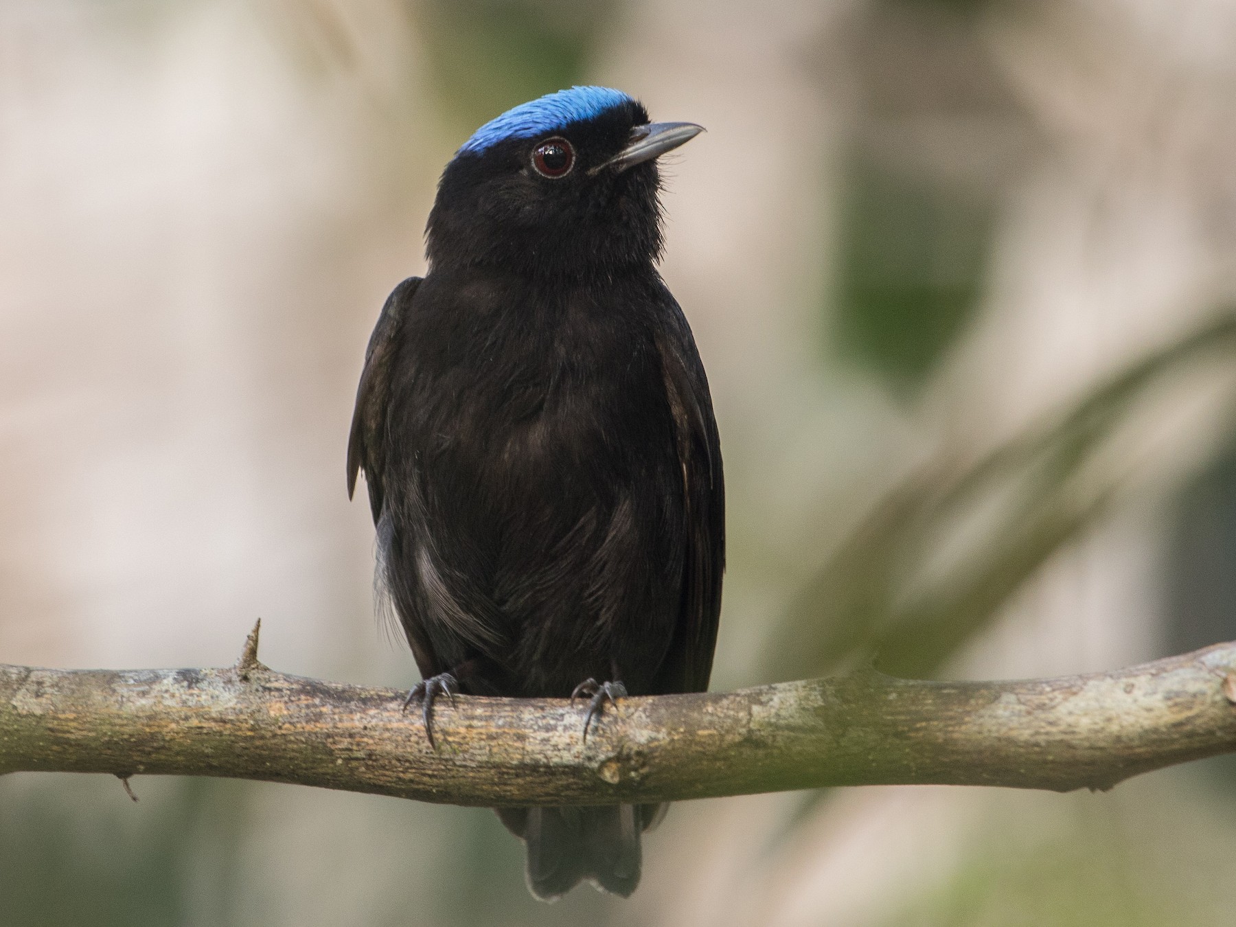 Velvety Manakin - eBird